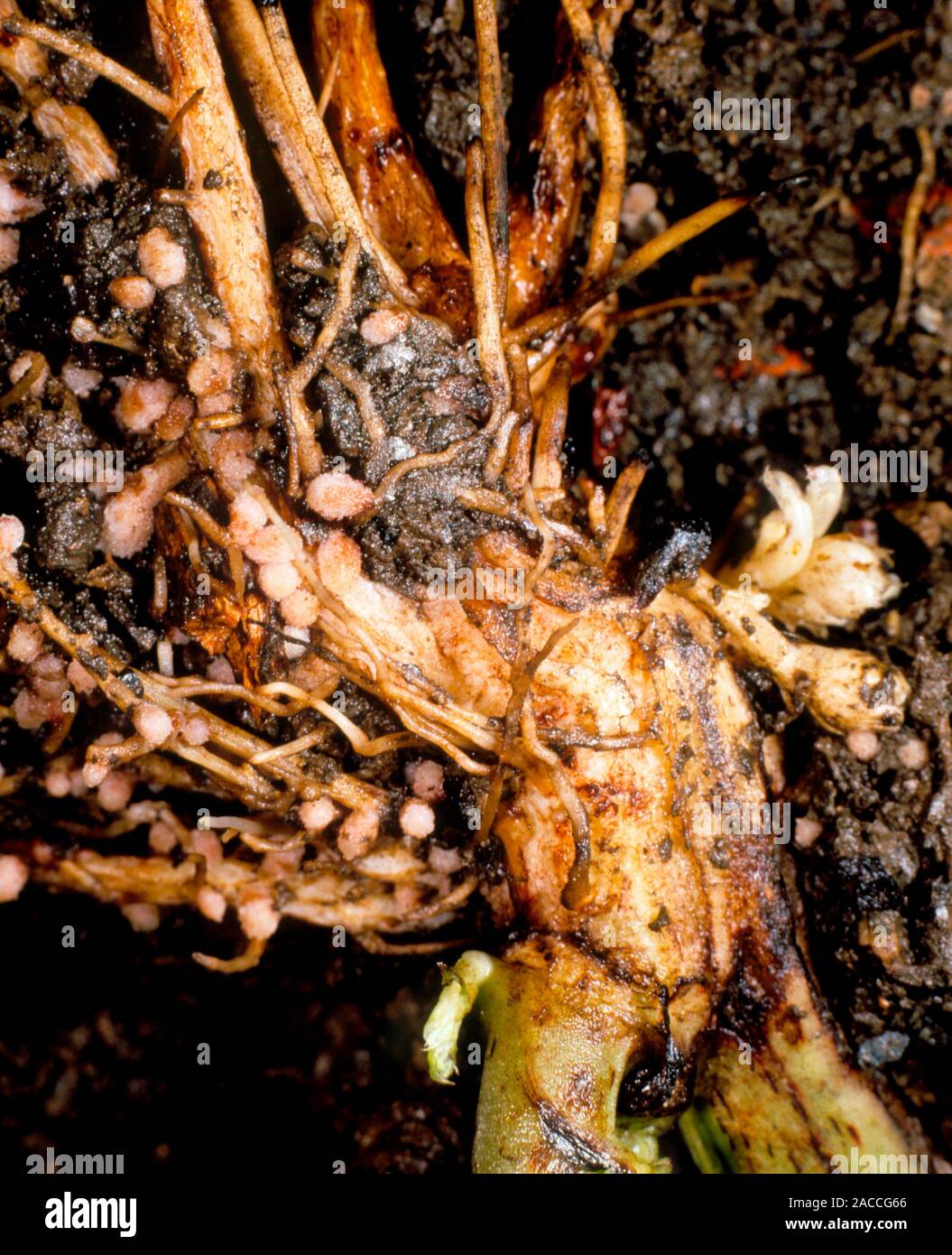 Macrophotograph of root nodules on the roots of the broad bean Vicia ...