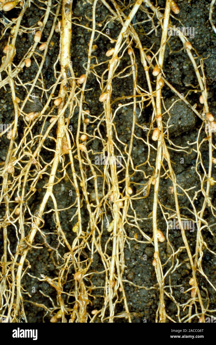 Macrophotograph showing root nodules on the roots of white clover ...