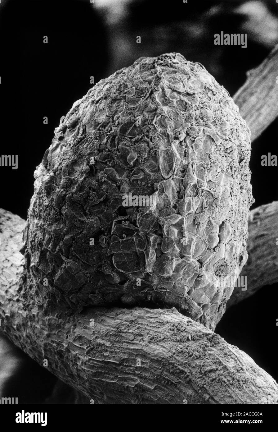 Scanning electron micrograph of a root nodule on the white clover plant ...
