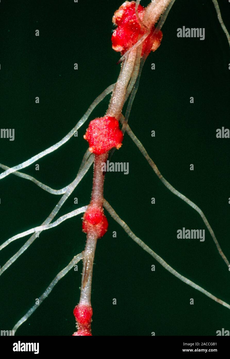 Nitrogen fixing root nodules. Macrophotograph of red nitrogen-fixing ...