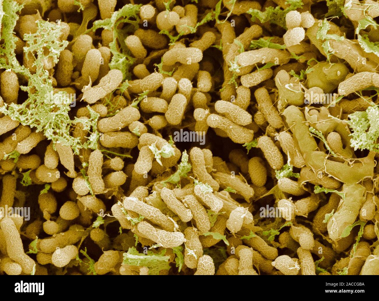 Rhizobium nitrogen-fixing bacteria. Coloured scanning electron ...