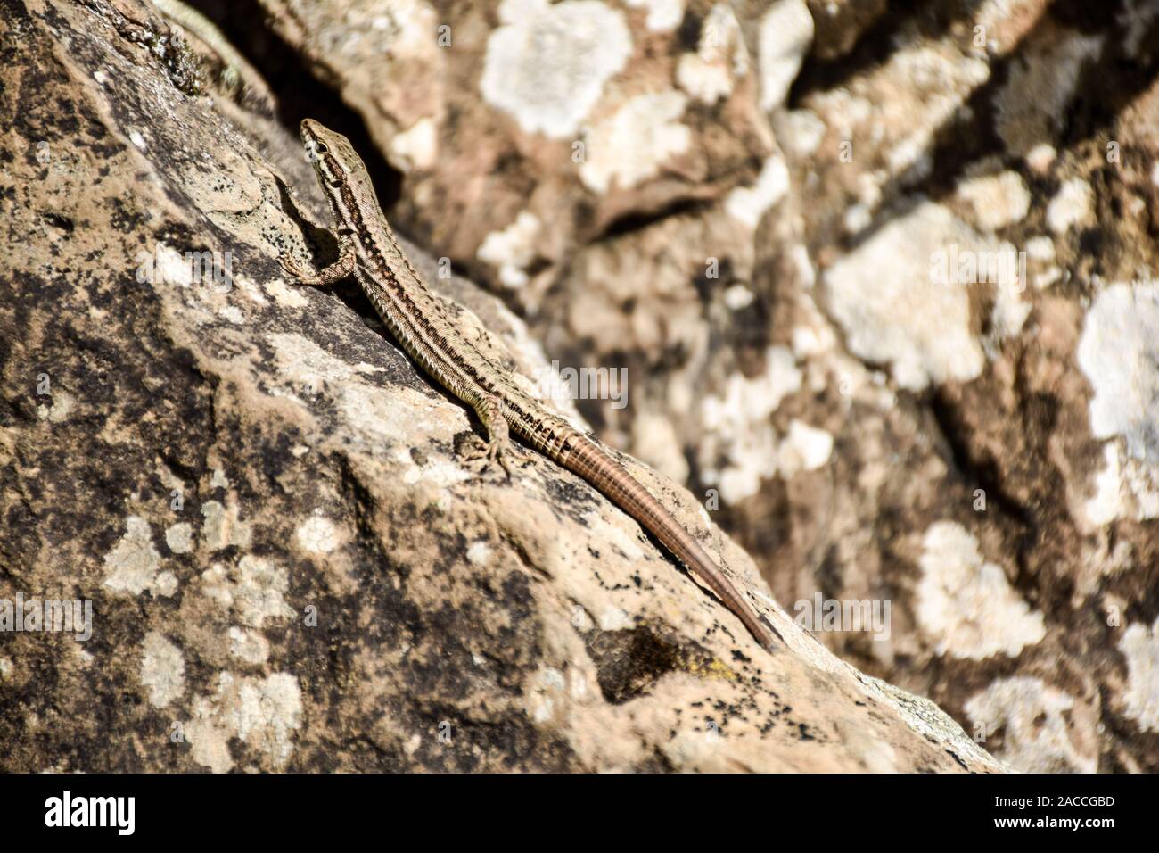 Lizard crawling on a rock in mimicry Stock Photo - Alamy