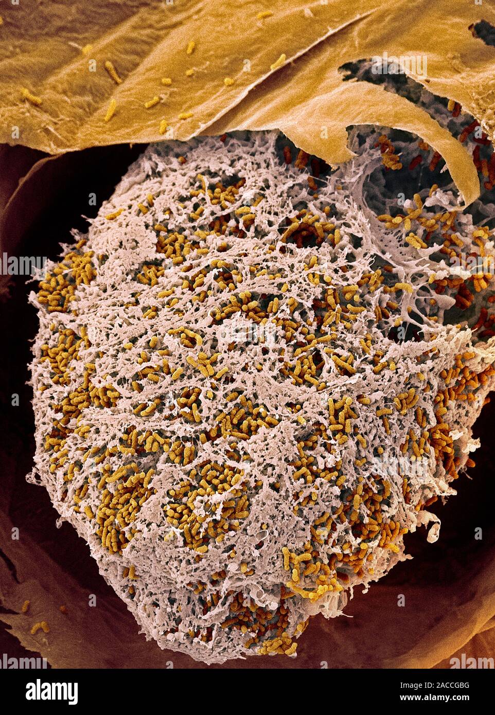 Nitrogen-fixing bacteria. Coloured scanning electron micrograph (SEM ...