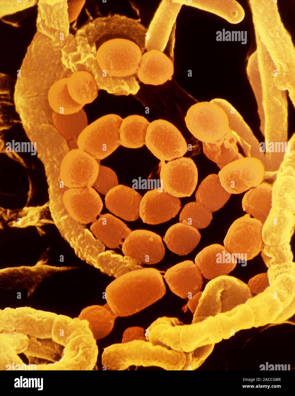 False-colour scanning electron micrograph (SEM) of the soil bacterium ...