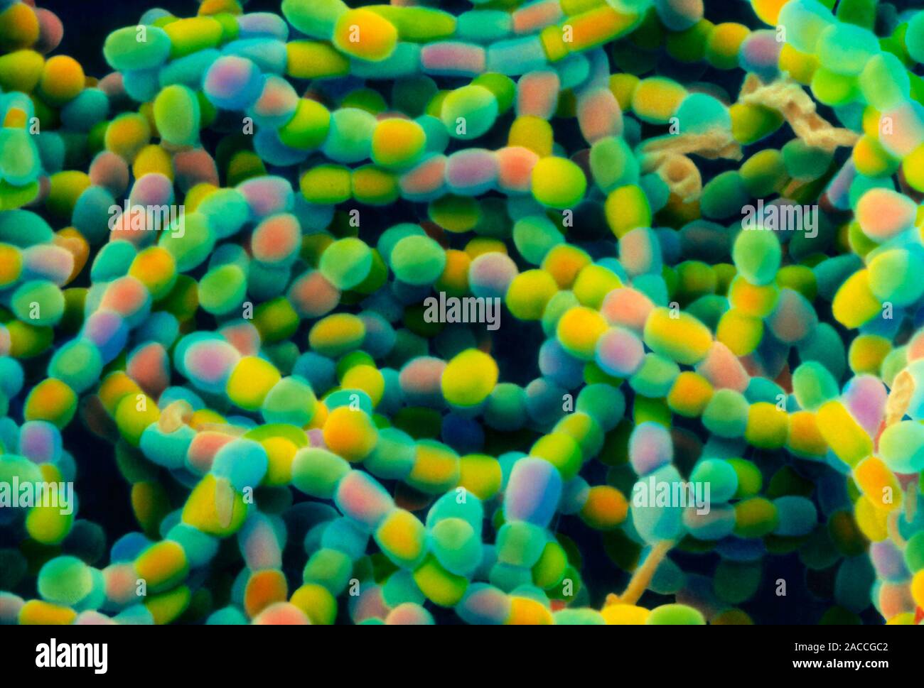 Streptomyces bacteria. Coloured scanning electron micrograph (SEM) of ...