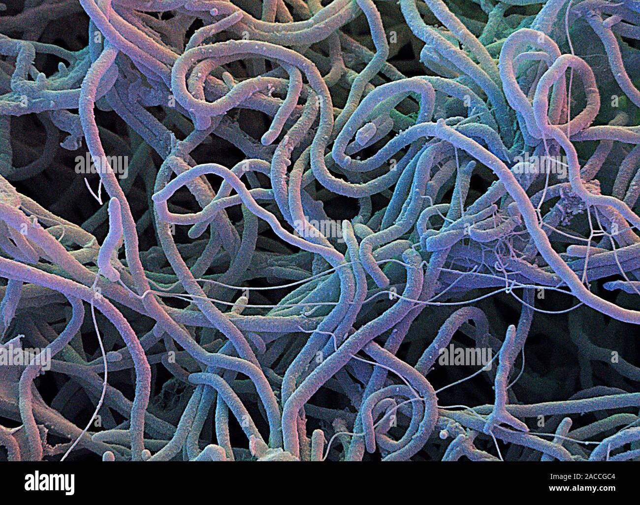 Streptomyces bacteria. Coloured scanning electron micrograph (SEM) of ...