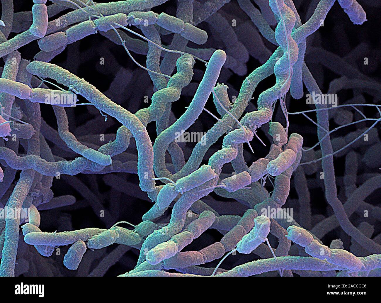 Streptomyces bacteria. Coloured scanning electron micrograph (SEM) of ...