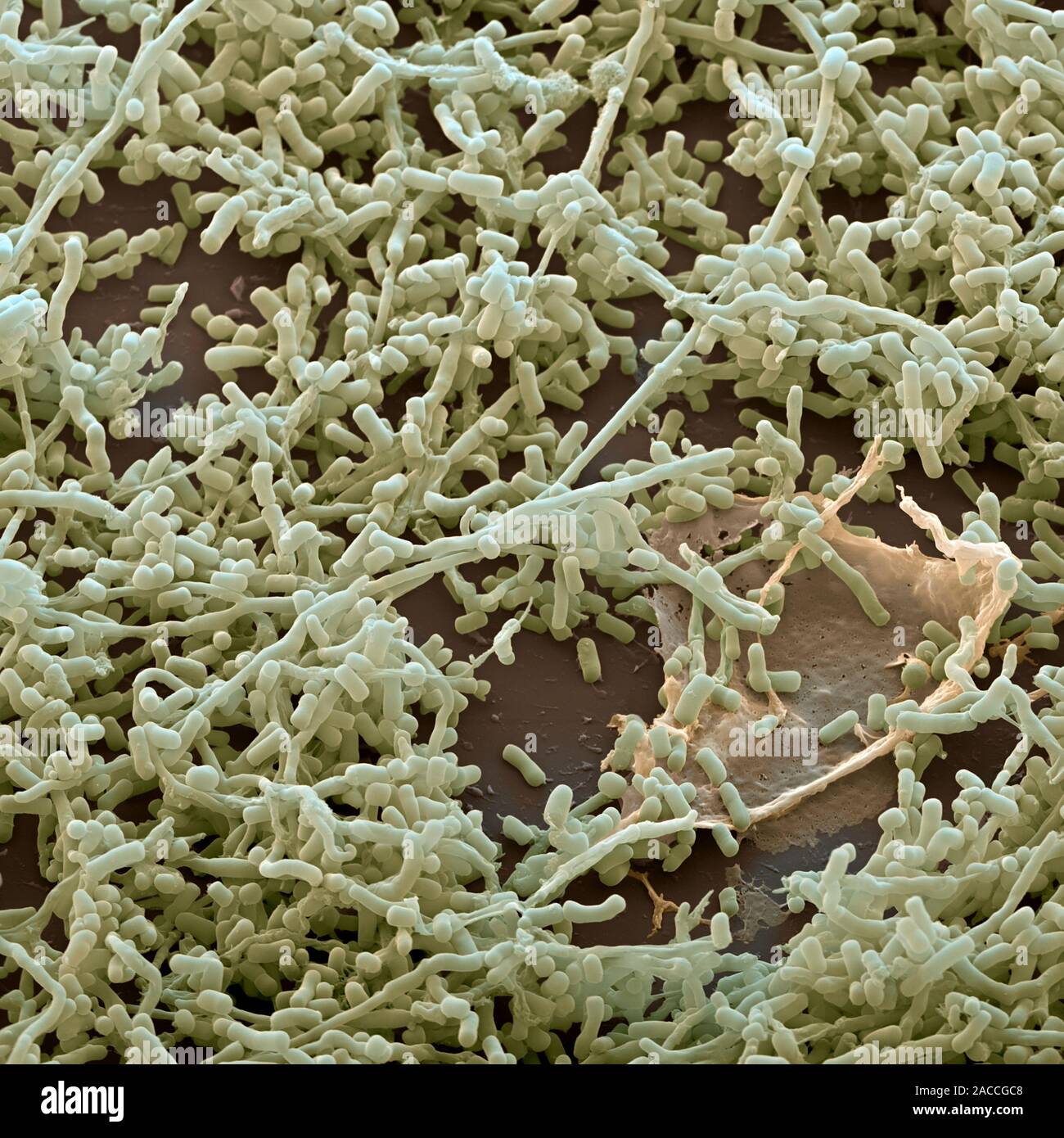 Streptomyces bacteria. Coloured scanning electron micrograph (SEM) of ...