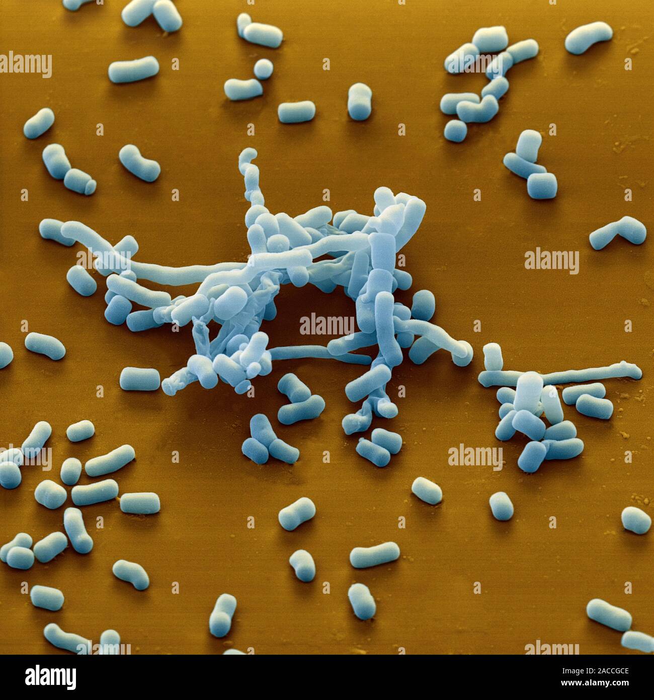 Streptomyces bacteria. Coloured scanning electron micrograph (SEM) of ...