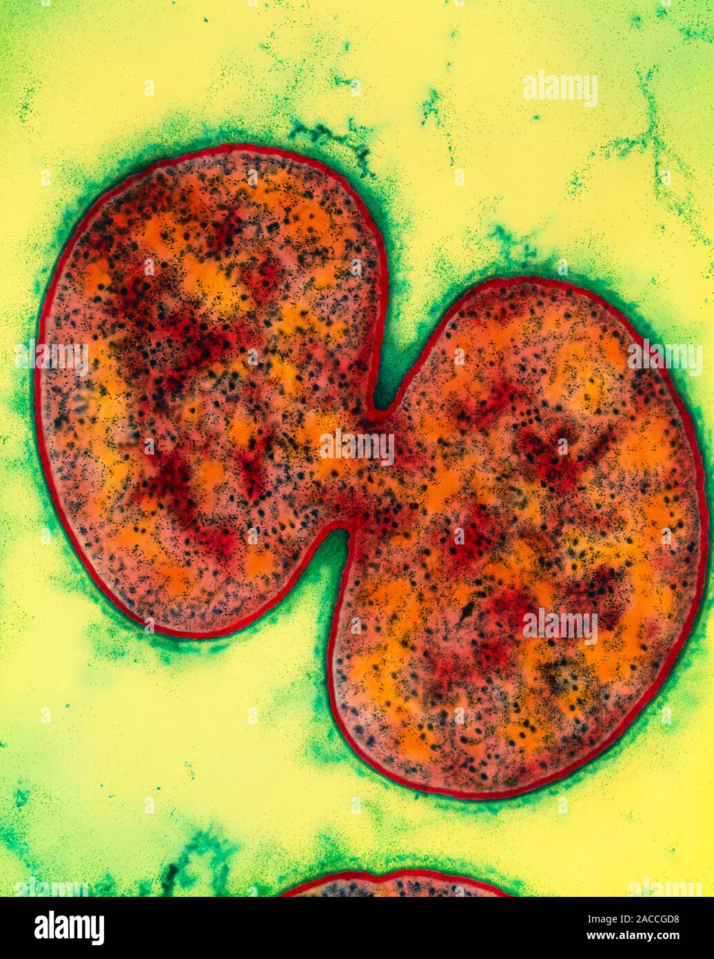 Cold-loving bacterium. Colour transmission electron micrograph (TEM) of ...
