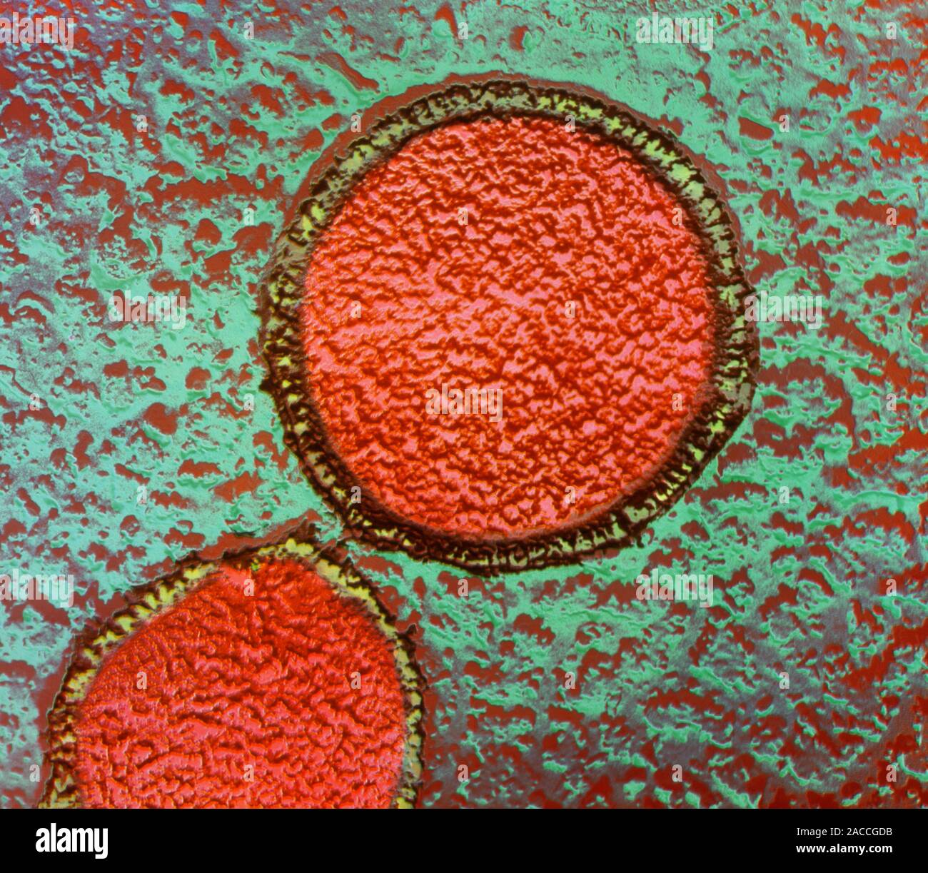 Heat-loving archaea. Coloured transmission electron micrograph (TEM) of ...