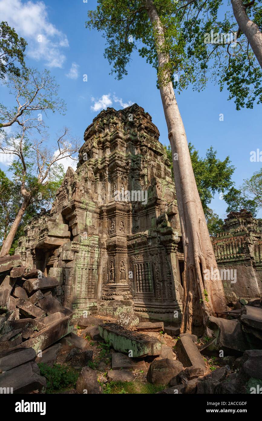 Tetrameles tree (Spung tree) growing in the ruins of the Khmer temple ...
