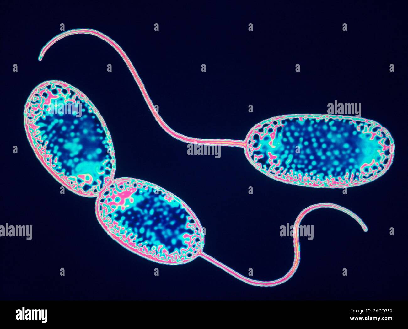 Nitrobacter sp. bacteria. Coloured transmission electron micrograph ...