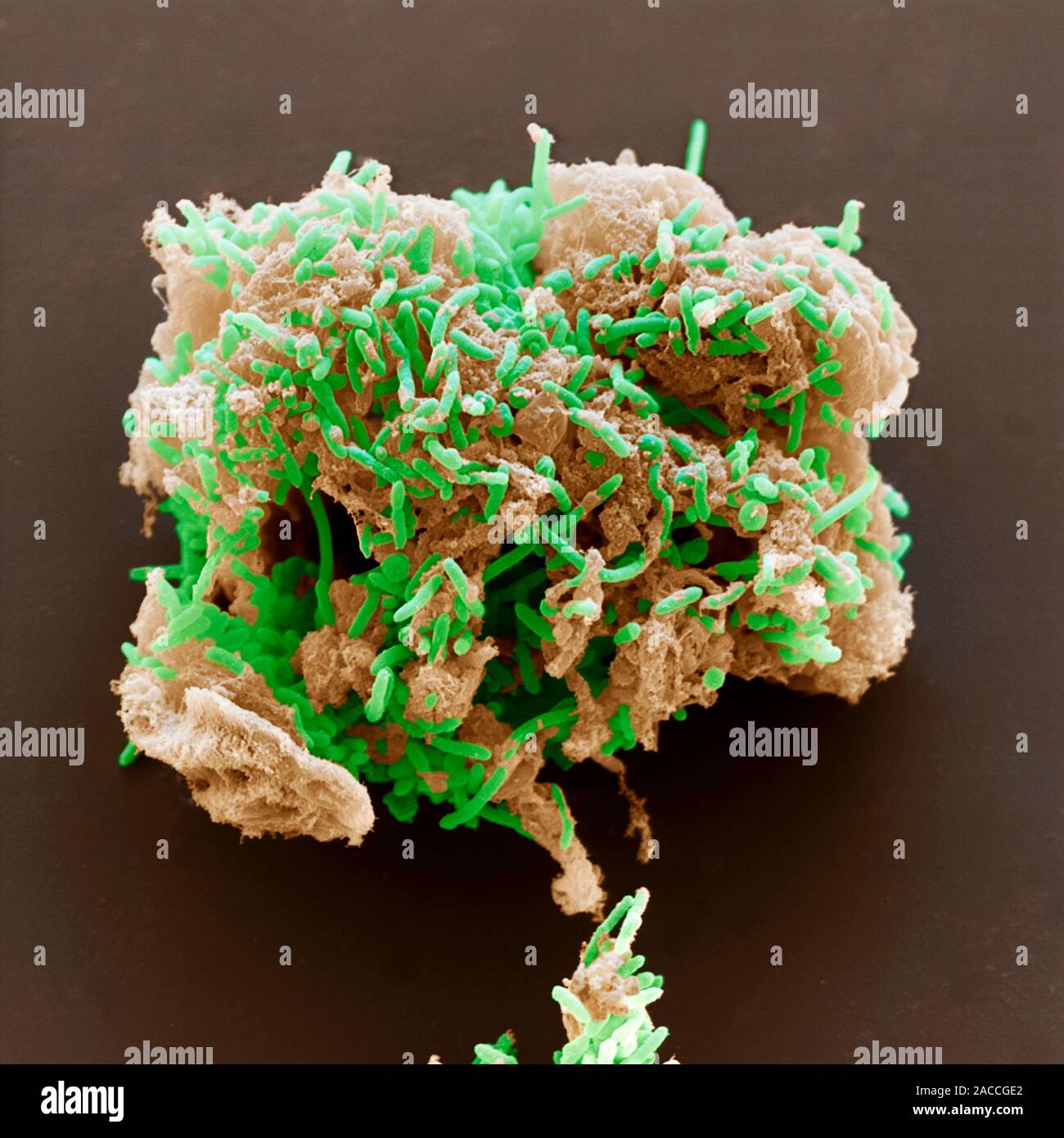 Uranium waste bacteria. Coloured scanning electron micrograph (SEM) of ...