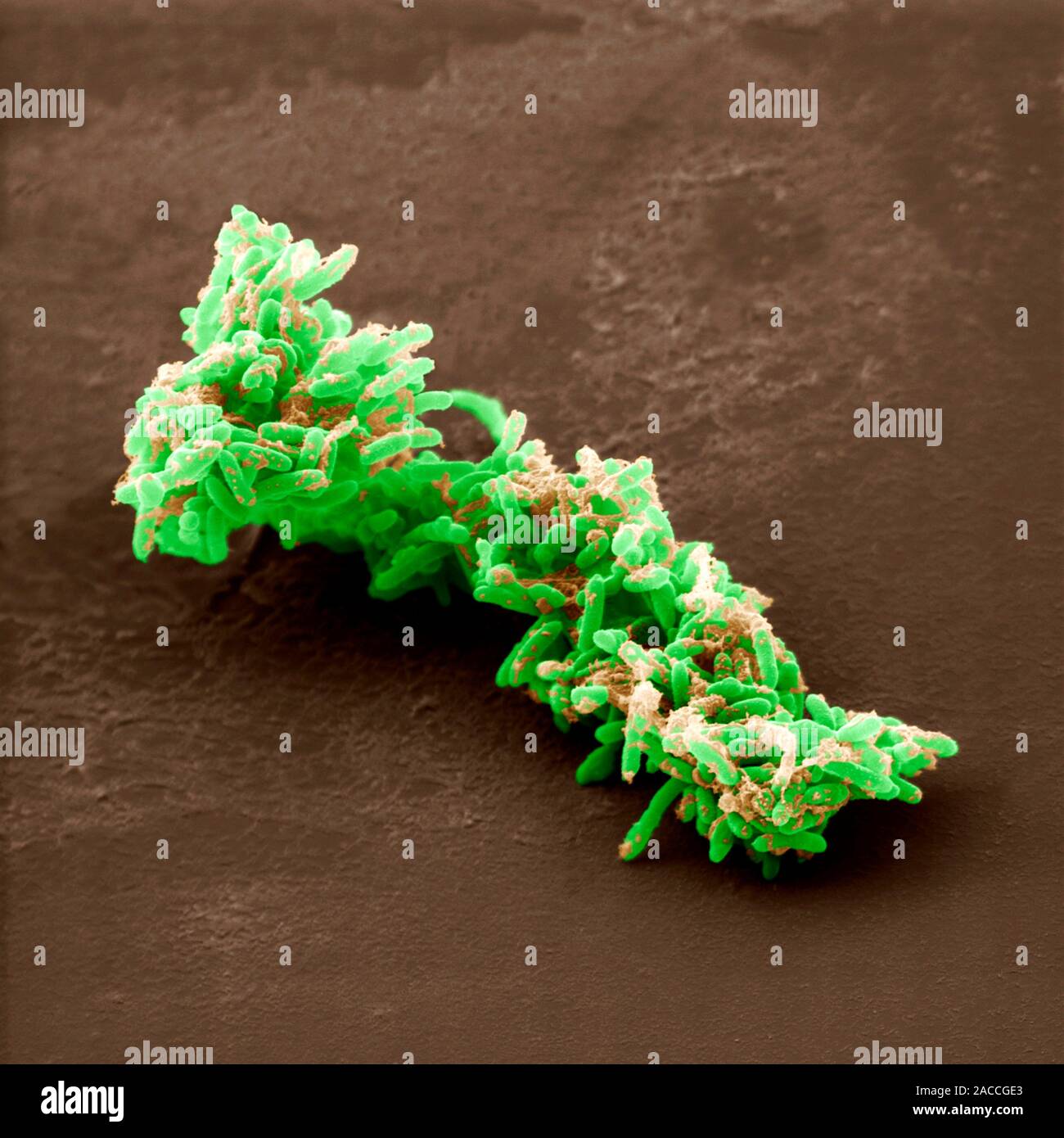 Uranium waste bacteria. Coloured scanning electron micrograph (SEM) of ...