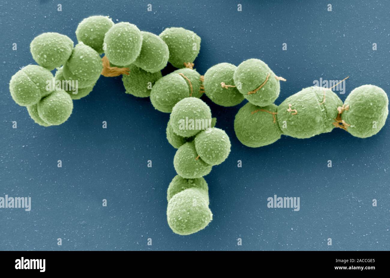 Halobacillus bacteria. Coloured scanning electron micrograph (SEM) of ...