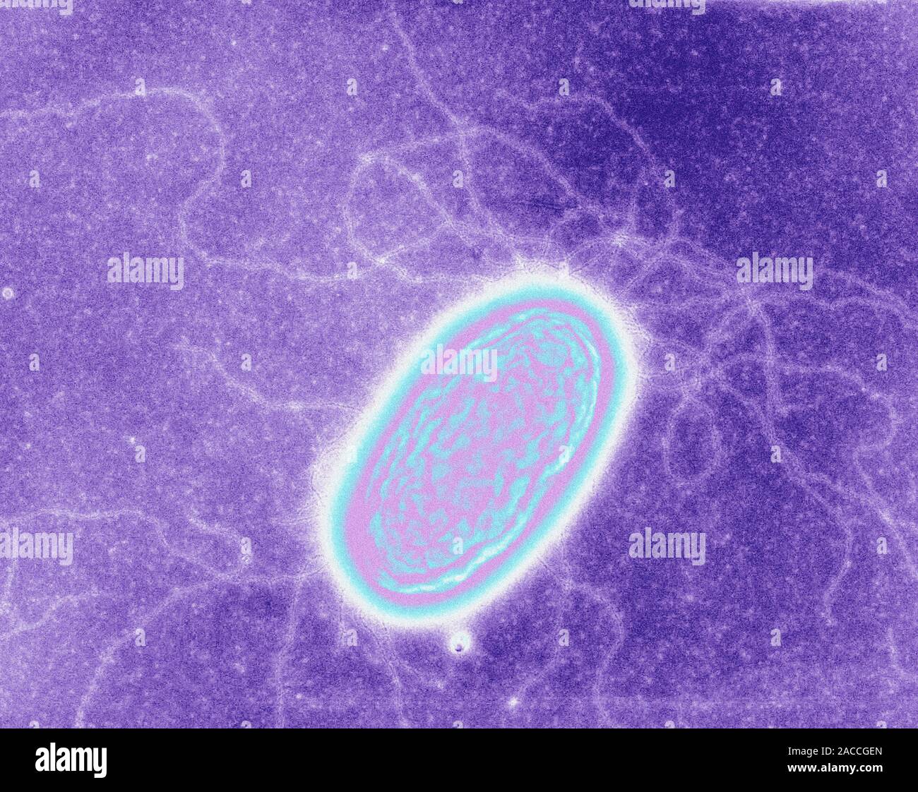 Geobacter metallireducens bacterium, coloured transmission electron ...