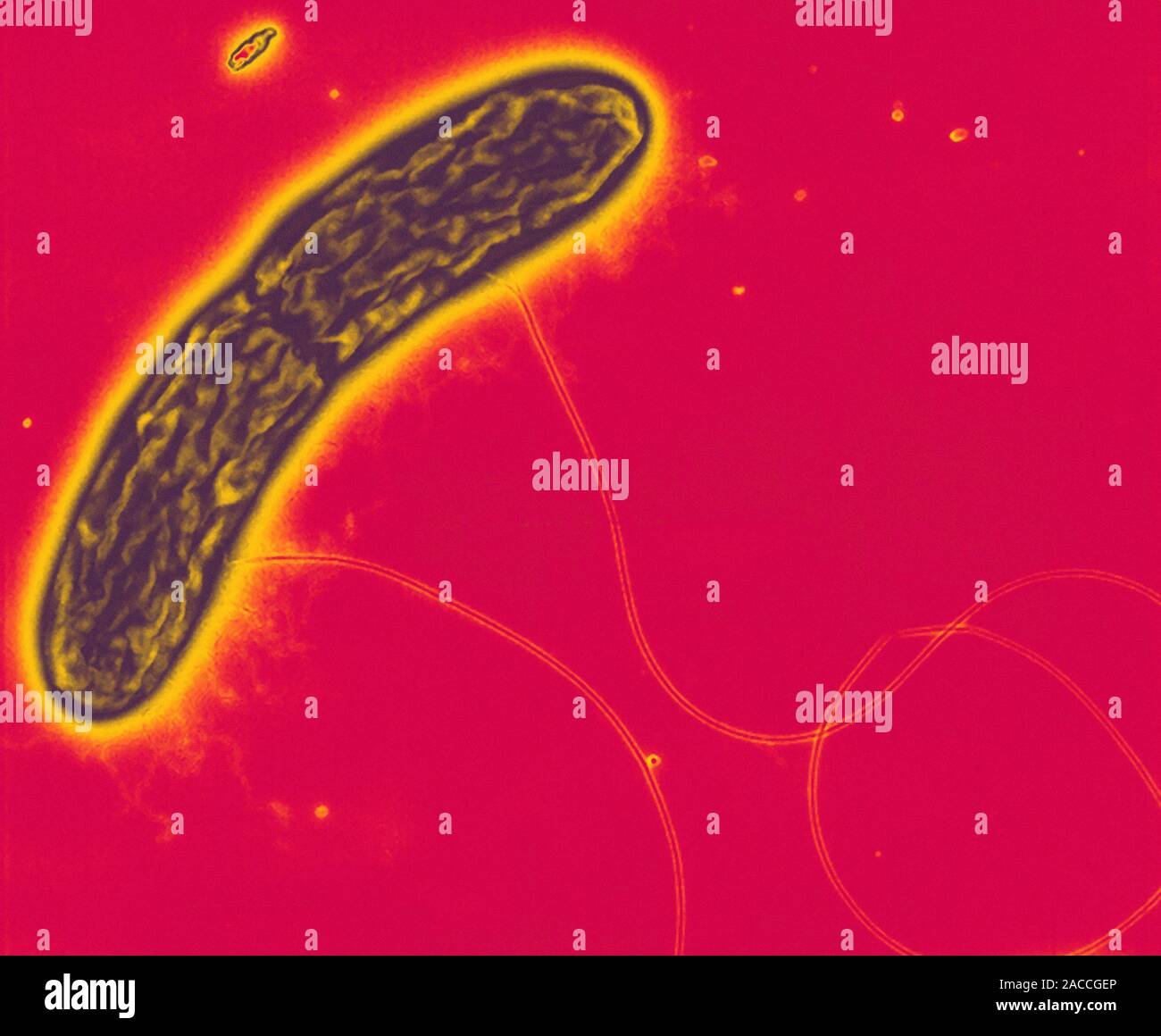Geobacter metallireducens bacterium, coloured transmission electron ...