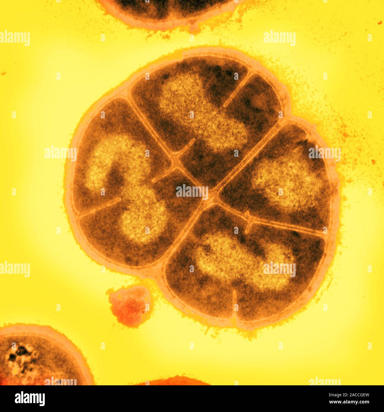 Radiation resistant bacteria. Coloured scanning electron micrograph ...