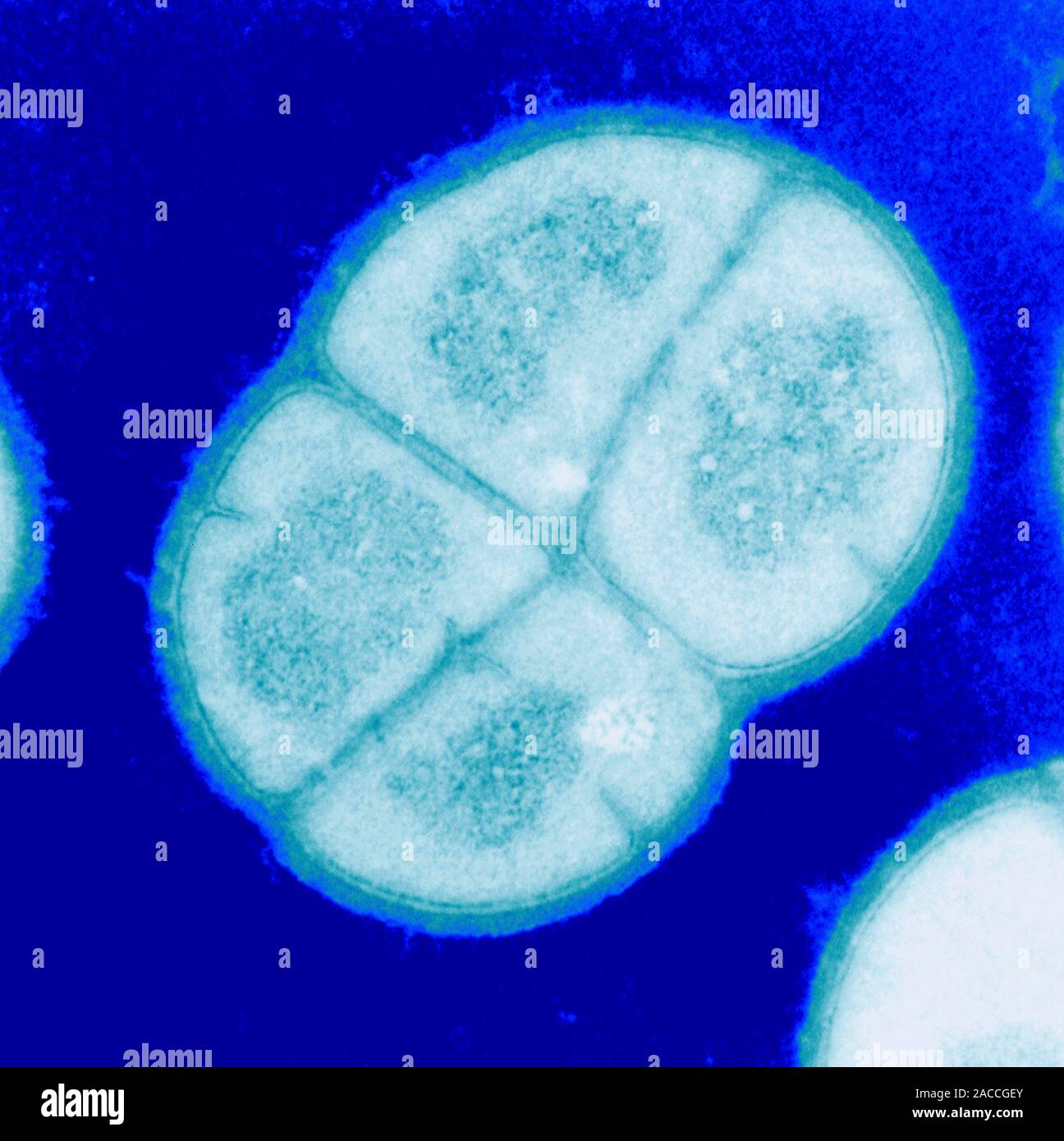 Radiation resistant bacteria. Coloured scanning electron micrograph ...