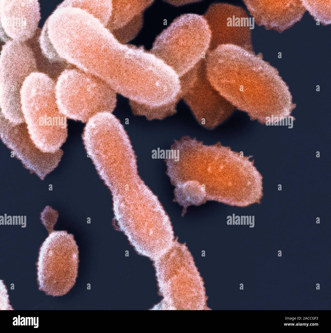 Ultra-small extremophile bacteria. Coloured scanning electron ...