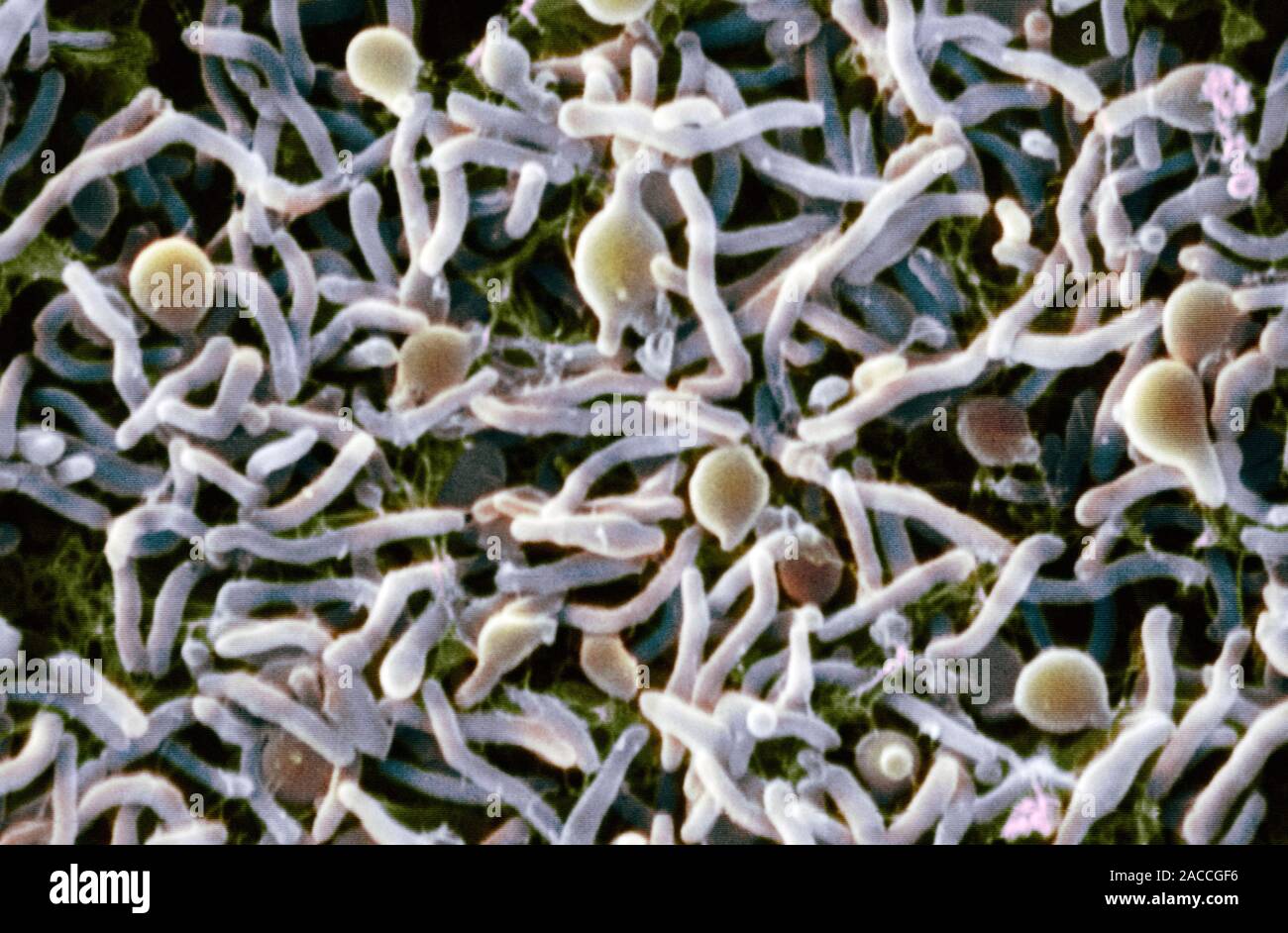 Cold-loving extremophile bacteria. Coloured scanning electron ...