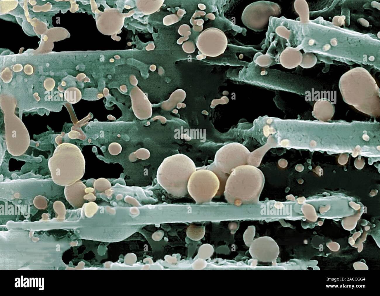 Nanobes. Coloured scanning electron micrograph (SEM) of nano-organisms ...
