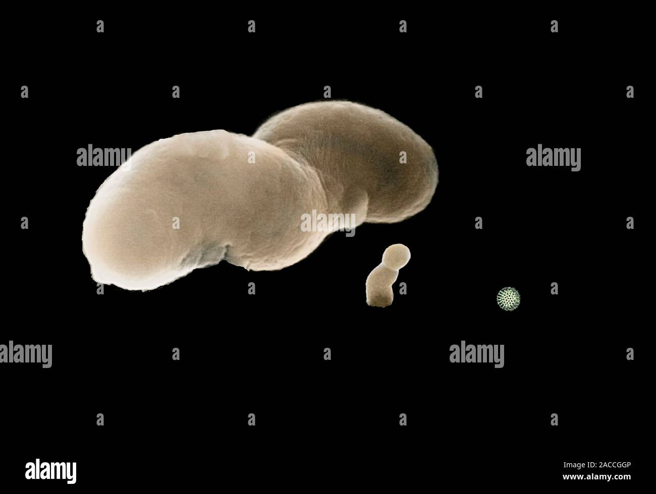 Nanobacterium, bacterium and virus. Coloured elec- tron micrograph of a ...