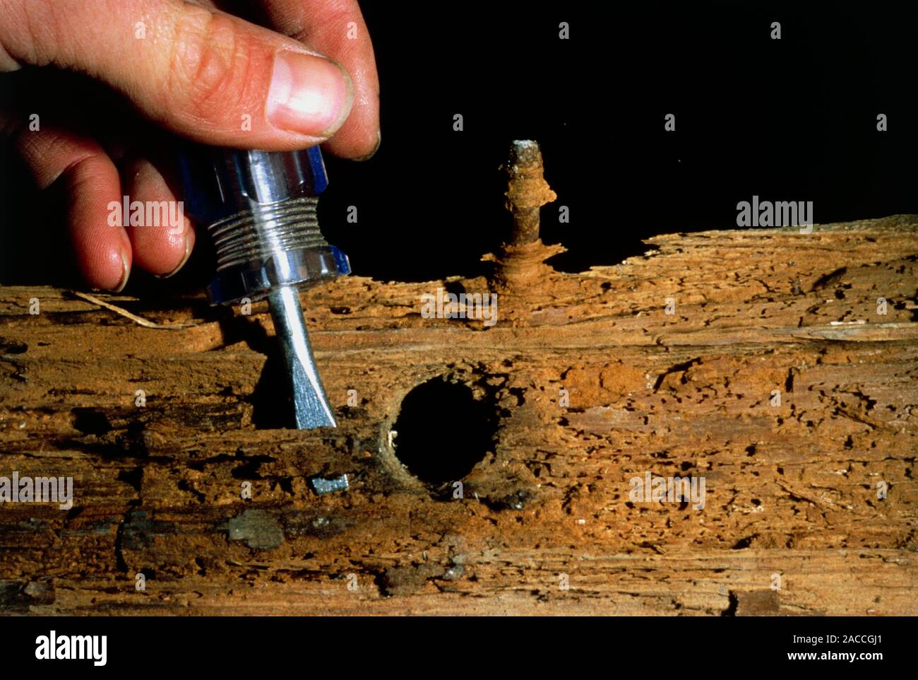 Coniophora pureana, a wet rot fungus causing cubical cracking of wood where attacked. Plus the ...
