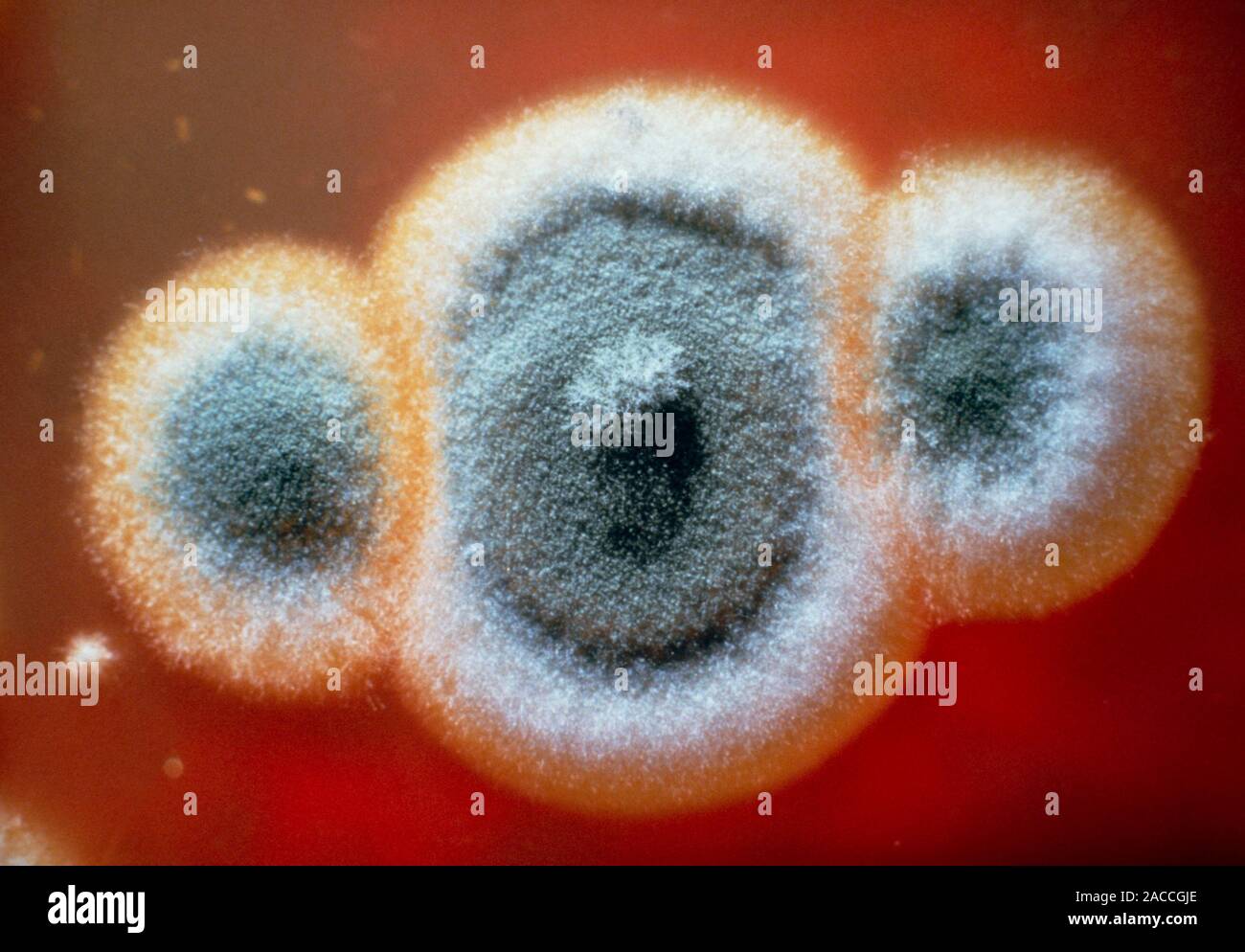 Macro photograph of a culture of the fungus Penicillium chrysogenum ...