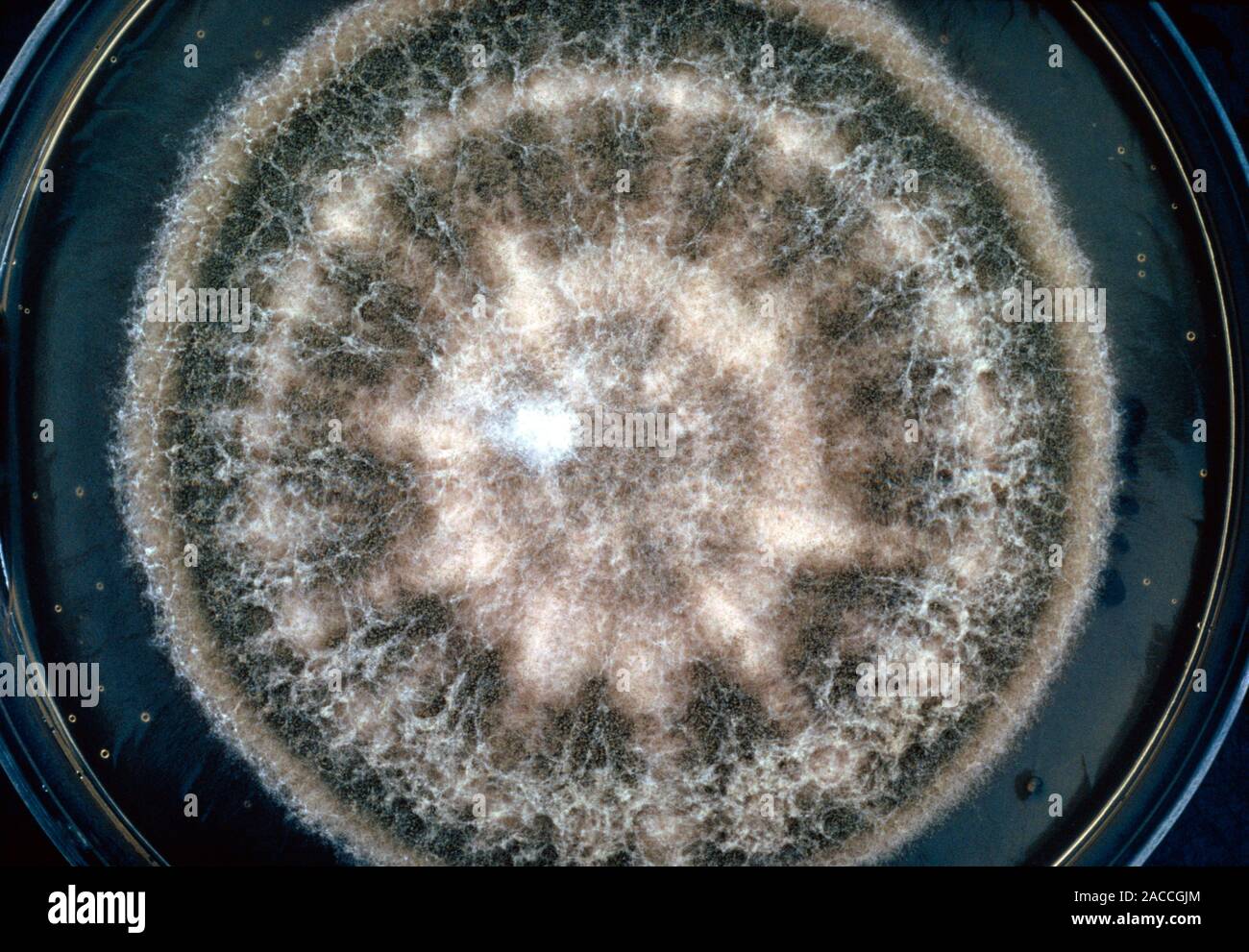 Macrophotograph of the Aspergillus fumigatus fungus isolated from a ...