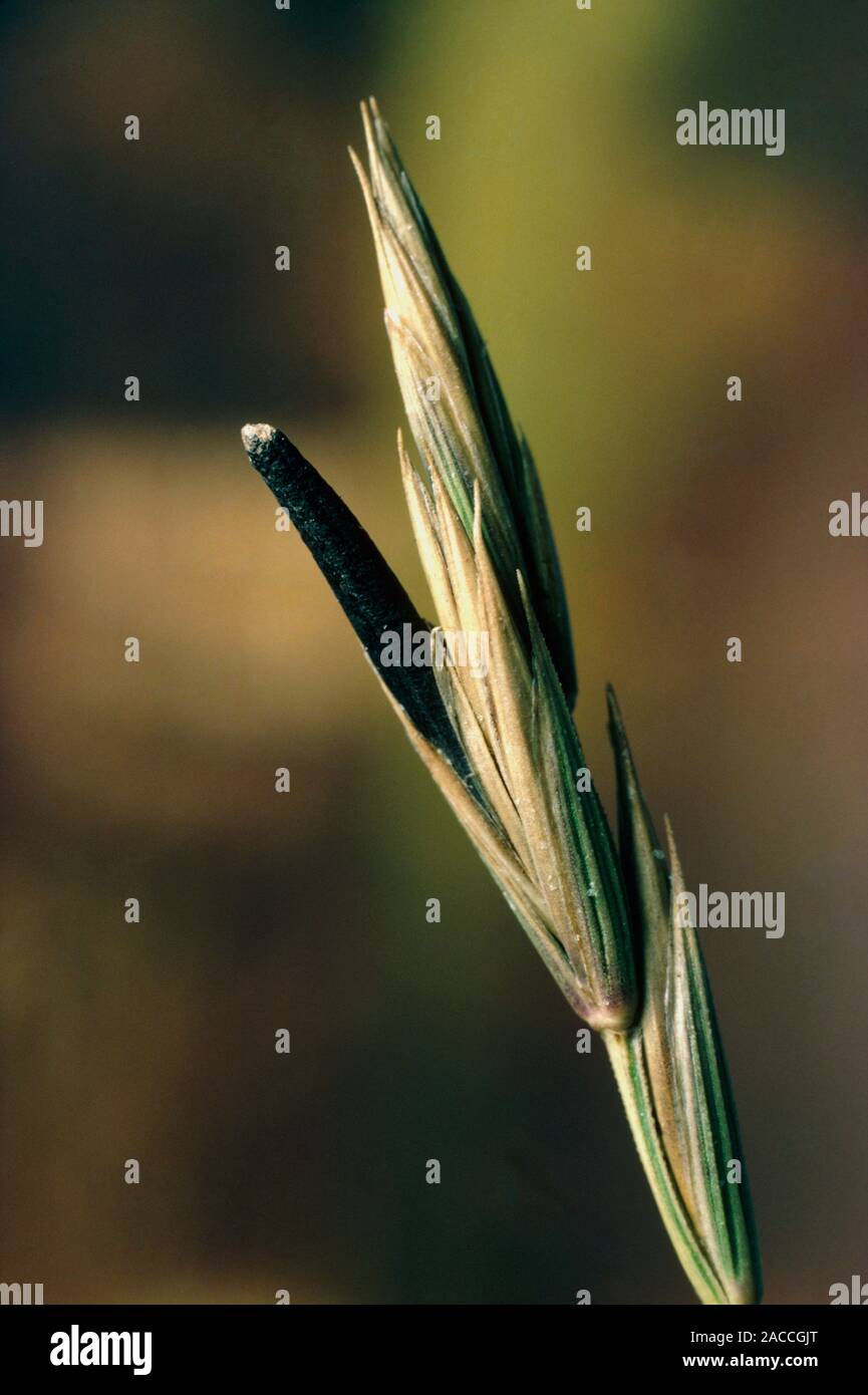 Photograph of ergot growing in wild variety of rye grass showing the ...