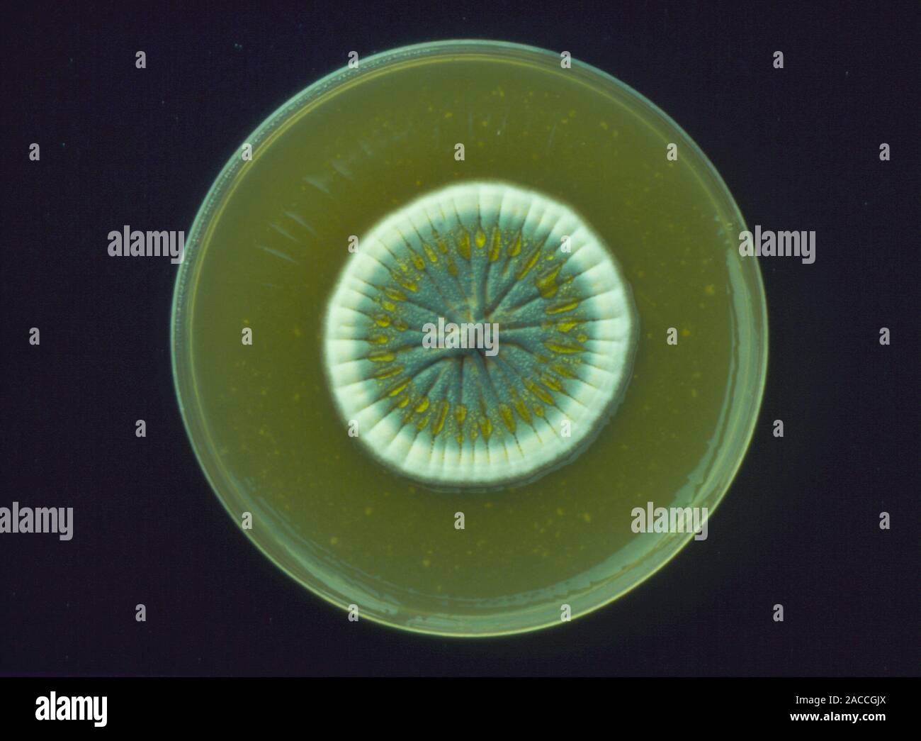 Penicillium Chrysogenum Penicillin
