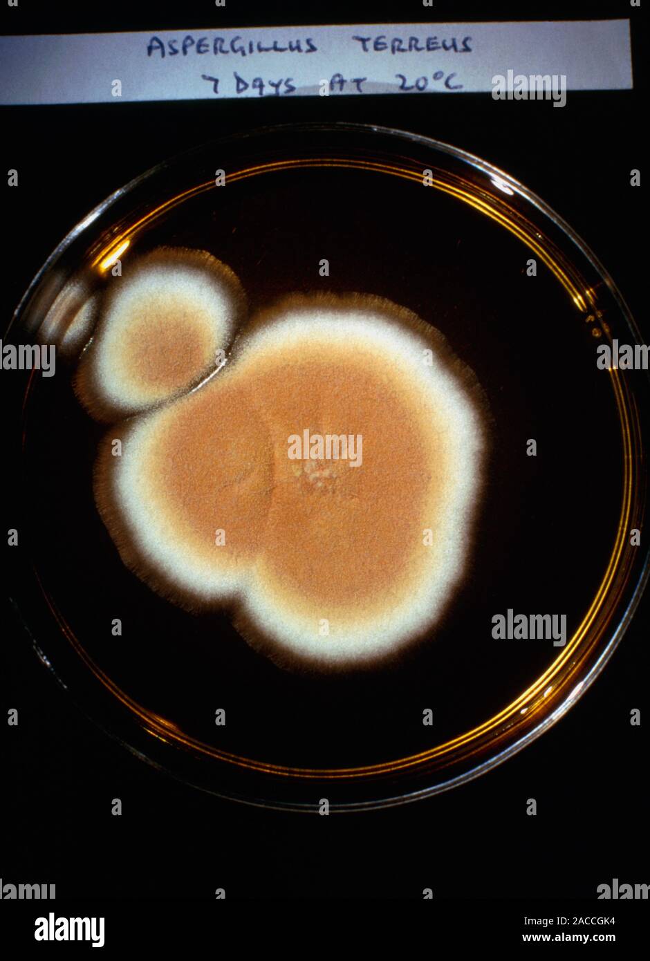 Petri dish culture of Aspergillus terreus, a soil fungus which produces ...