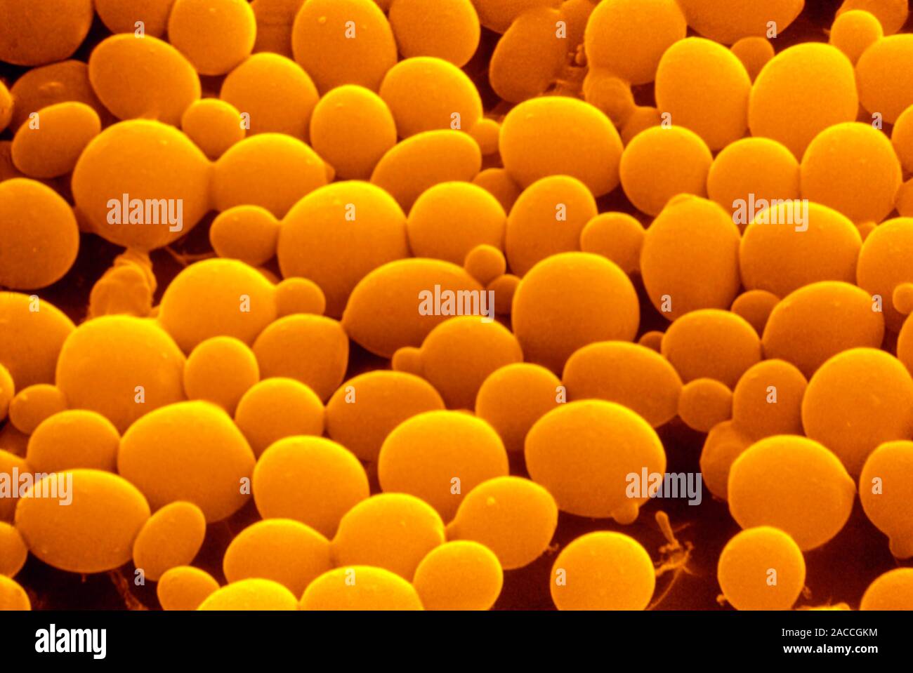 Yeast Scanning Electron Micrograph Sem Of Yeast Cells Saccharomyces