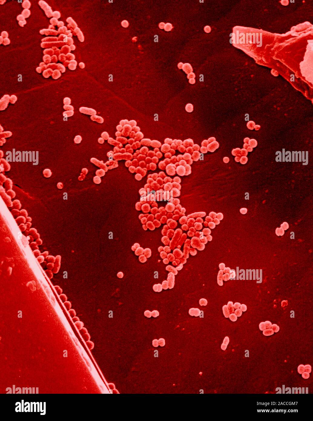 False colour scanning electron micrograph of wine yeast cells ...