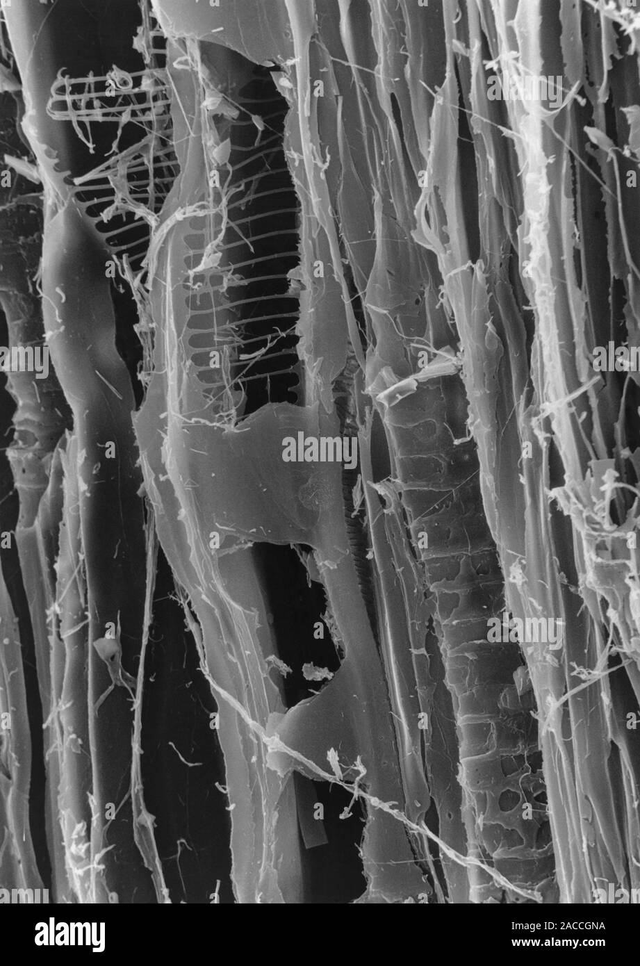 Scanning electron micrograph (SEM) of dry rot in a piece of domestic ...