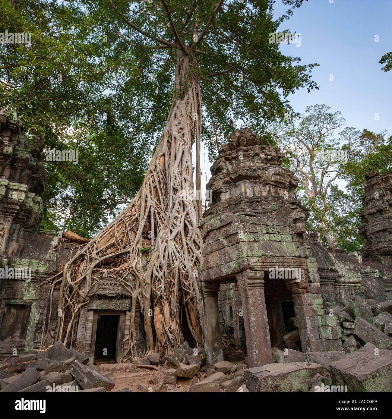 Tetrameles tree (Spung tree) growing in the ruins of the Khmer temple ...
