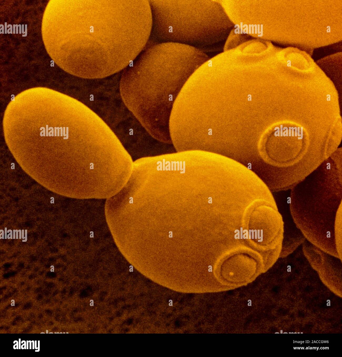 False Colour Scanning Electron Micrograph Of The Unicellular Yeast Saccharomyces Cerevisiae Or