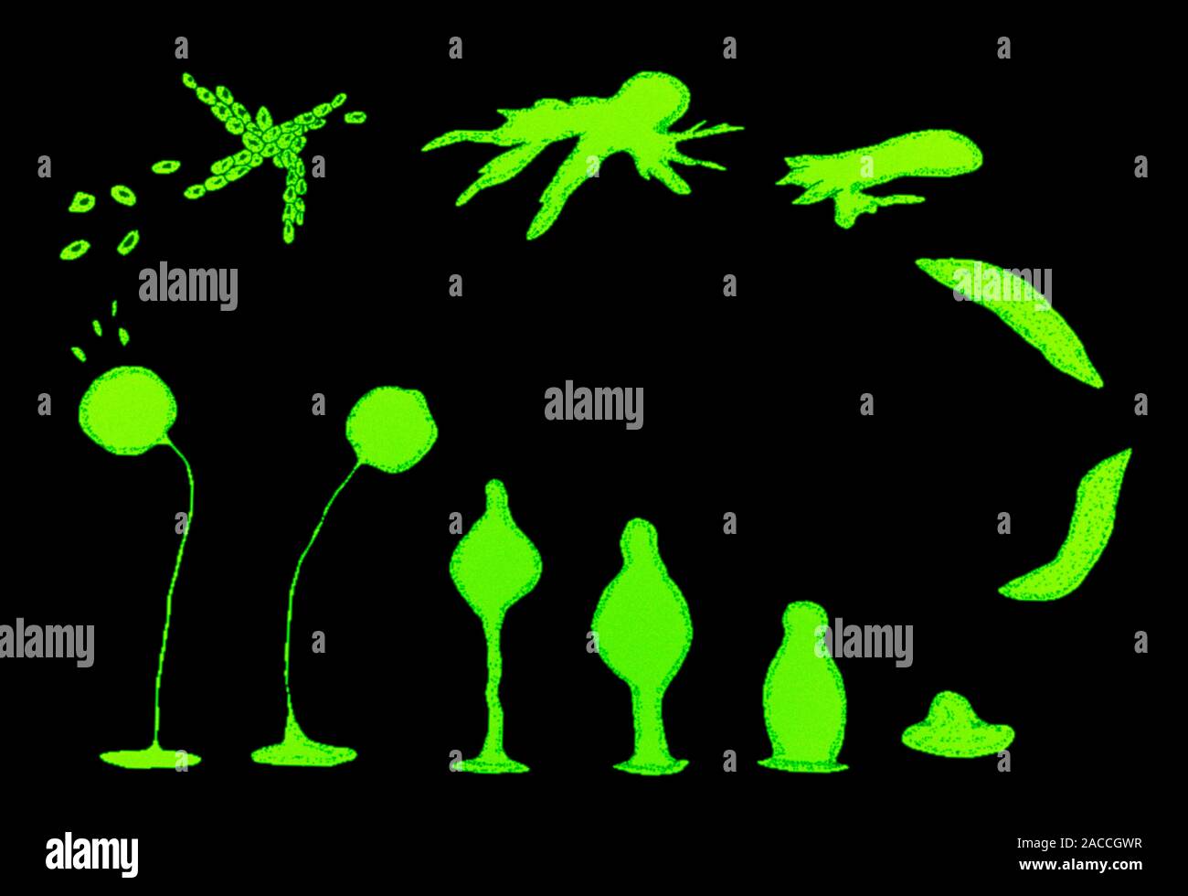 Computer graphics image showing the life cycle of a cellular slime ...