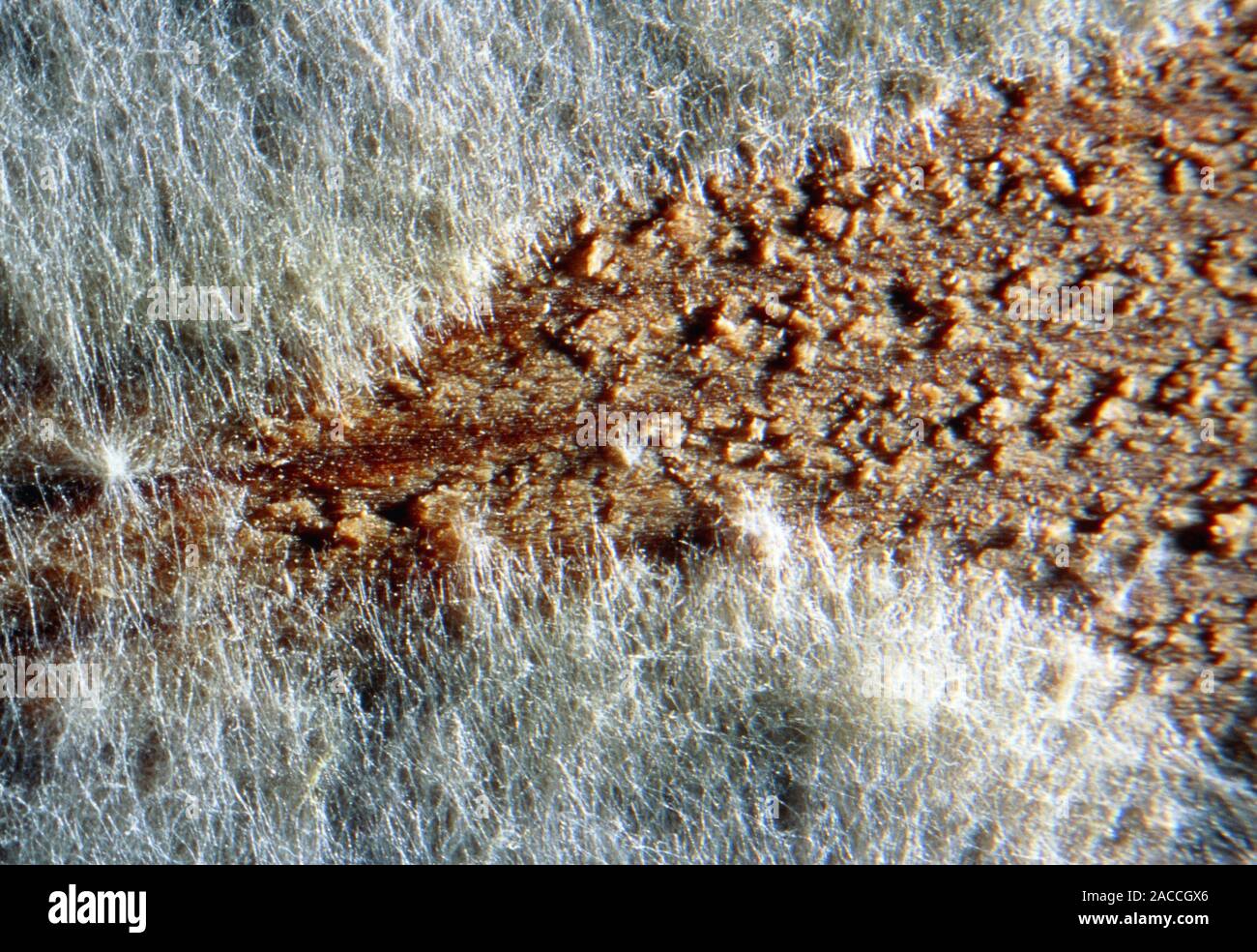 Macrophotograph of the mycelium (the vegetative body) of Coniophora ...