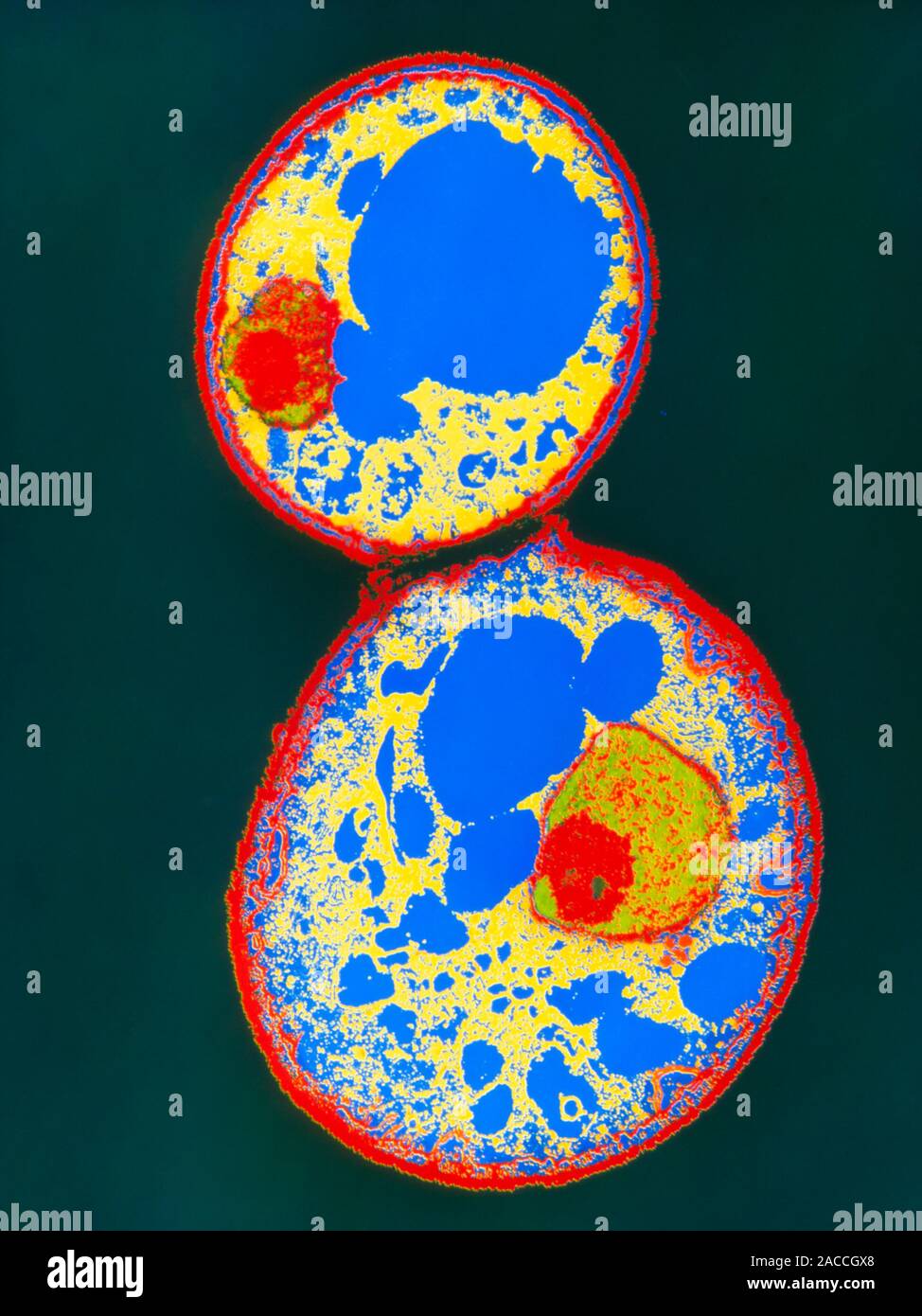 False-colour transmission electron micrograph of a budding yeast cell ...