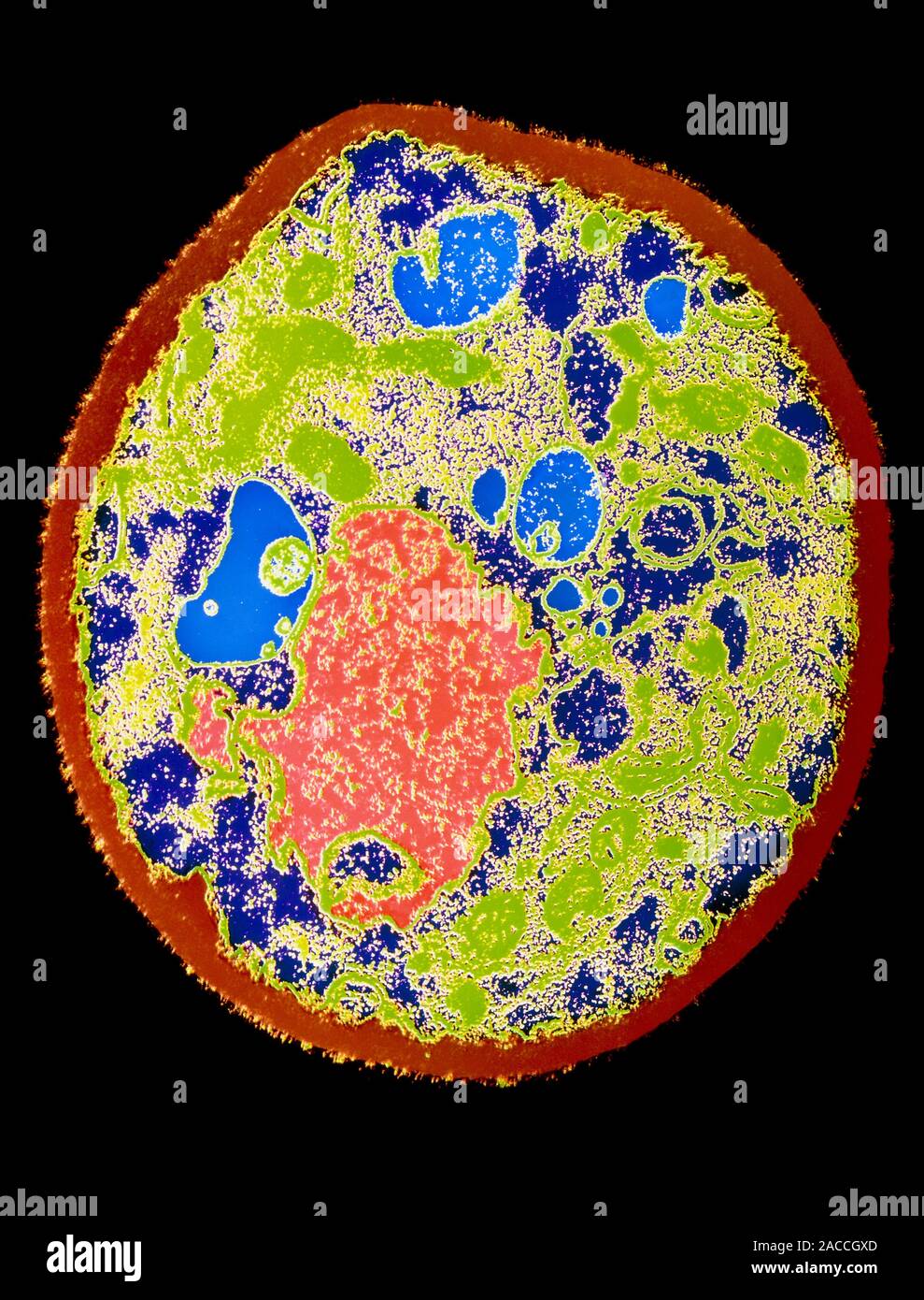 False-colour transmission electron micrograph of a yeast cell. The ...