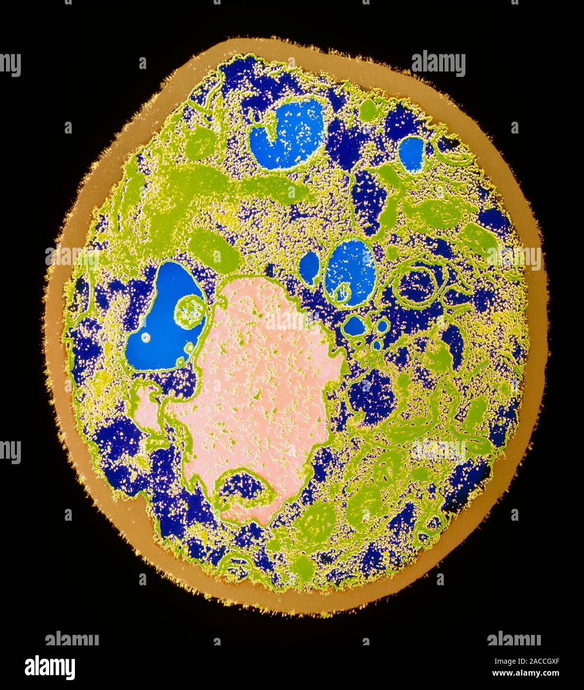 False-colour transmission electron micrograph of a yeast cell. The ...