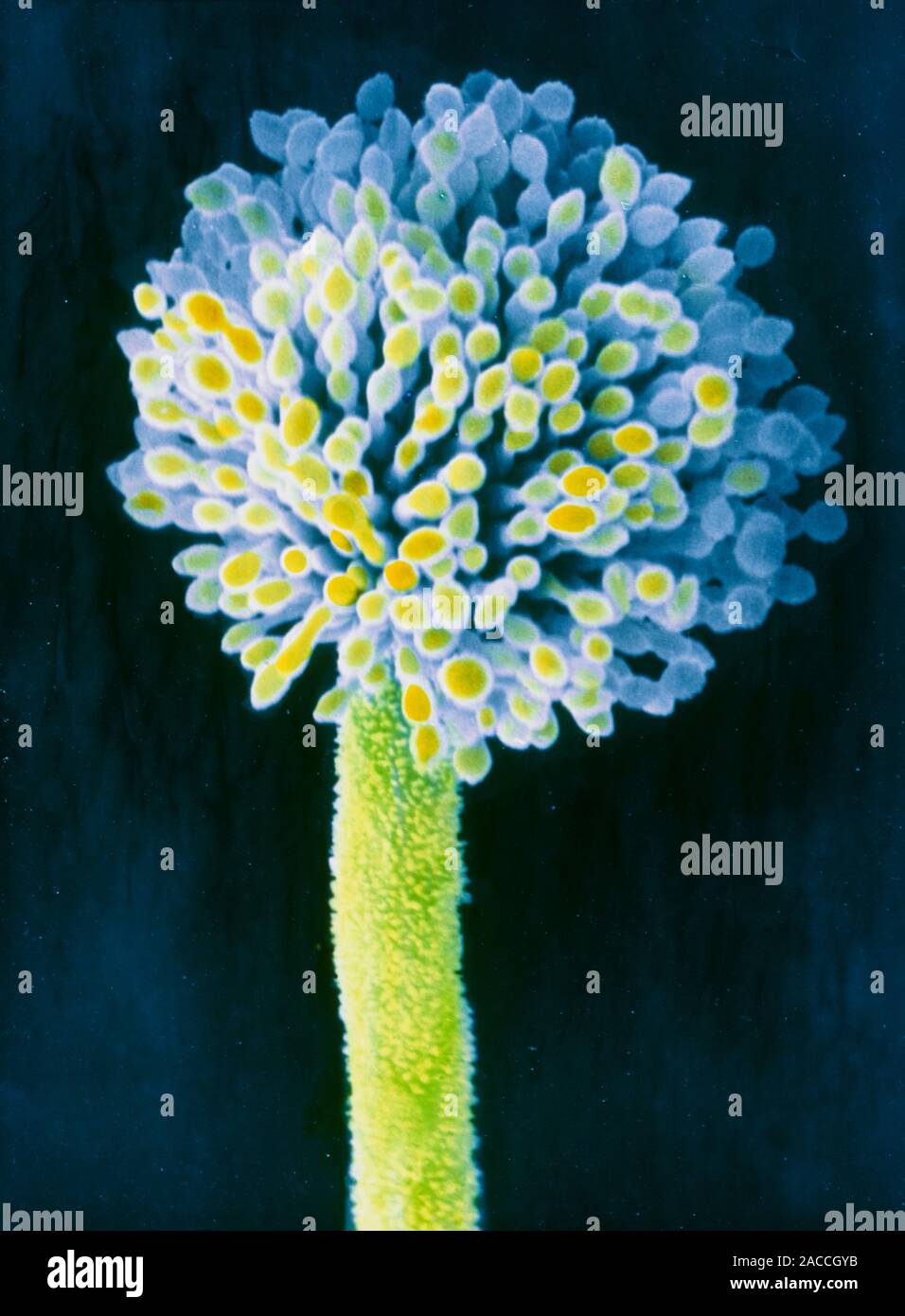 False-colour scanning electron micrograph (SEM) of the fungus ...