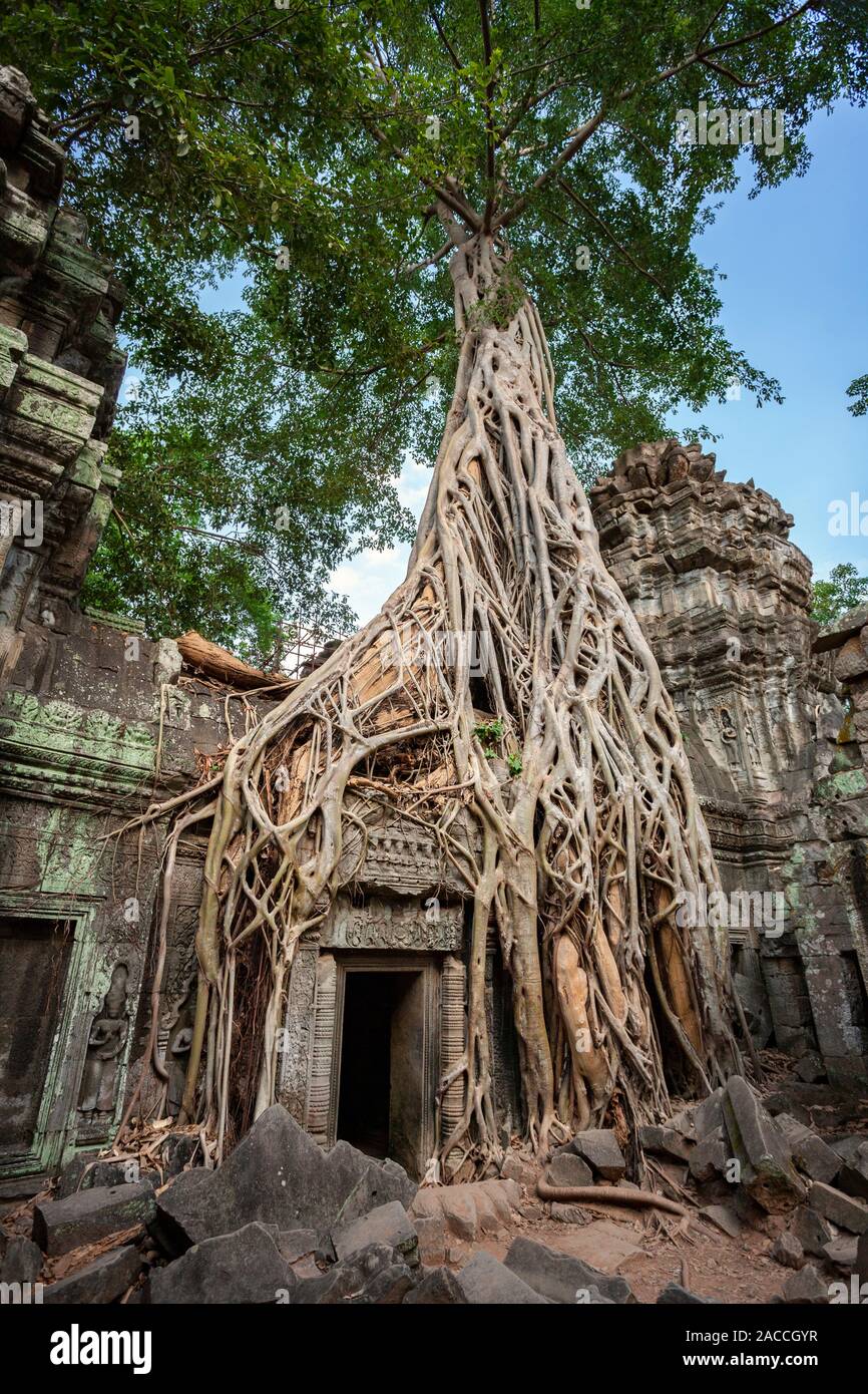 Tetrameles tree (Spung tree) growing in the ruins of the Khmer temple ...