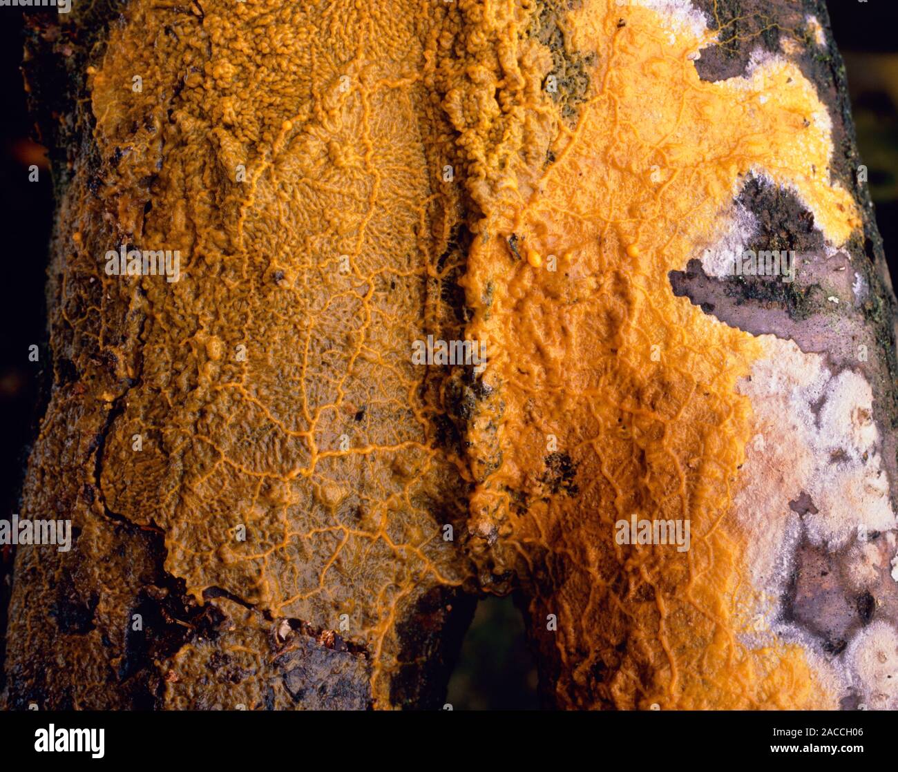 Close-up of a giant, yellow slime mould (class Myxomycetes) in the ...