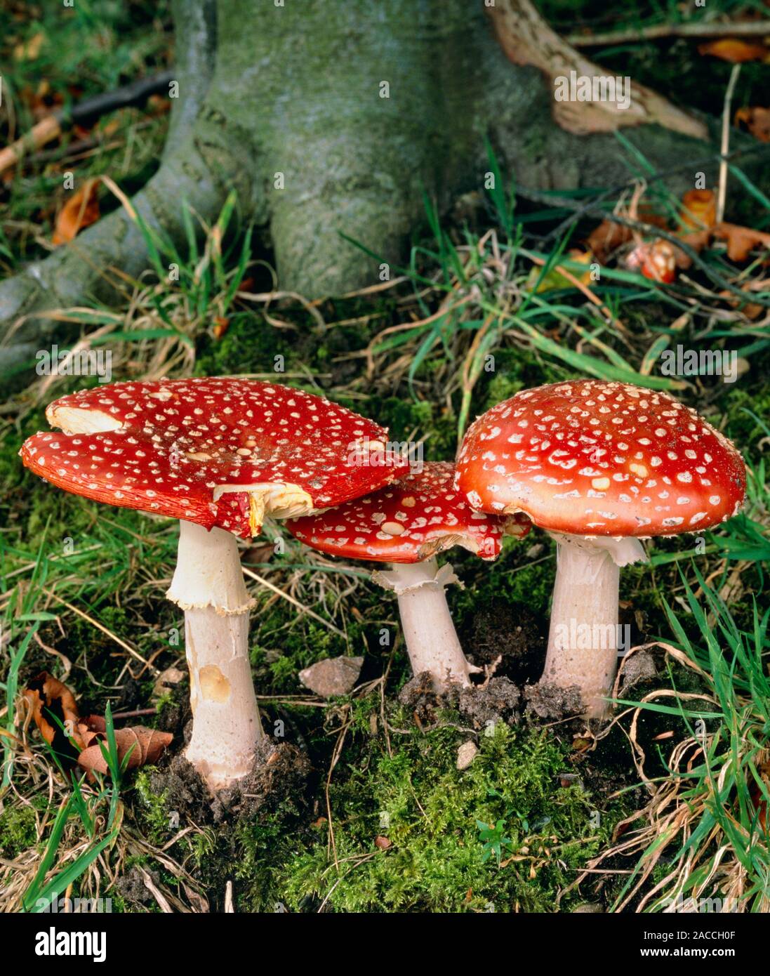 The common mushroom known as Fly agaric, Amanita muscaria, photographed ...
