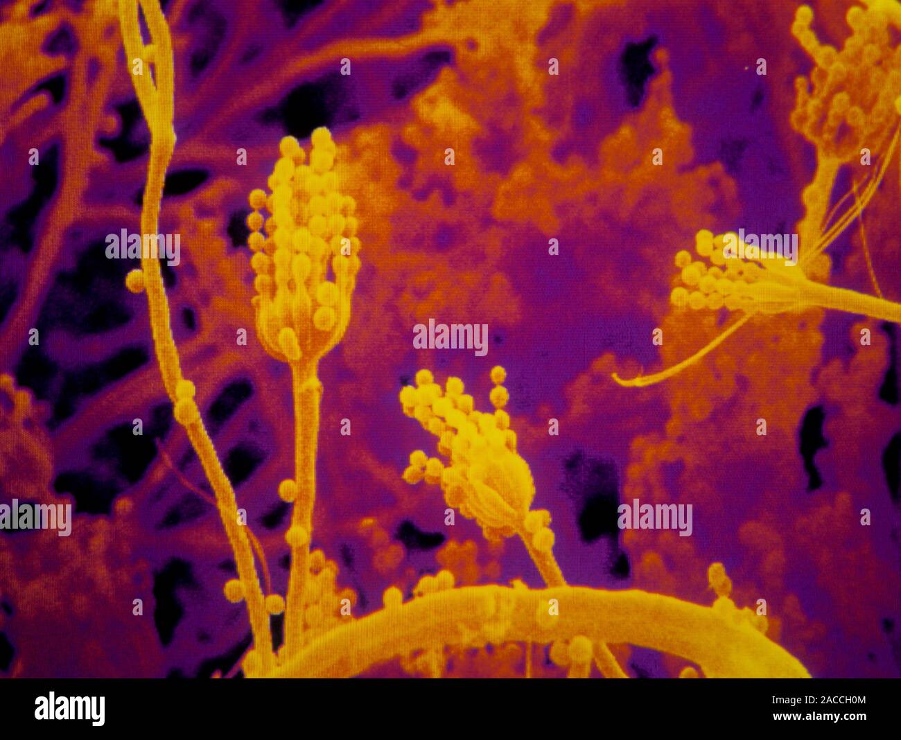 Fungus. Coloured scanning electron micrograph of a Penicillium sp ...