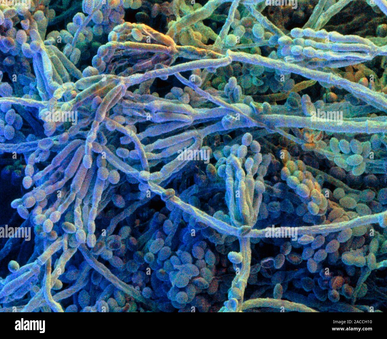 Penicillium. Coloured Scanning Electron Micrograph (SEM) of the ...